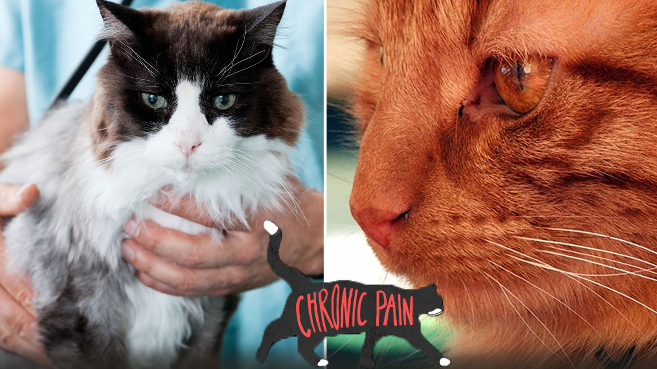 Chronic Pain in Cats: Recognizing, Managing, and Preventing It ...